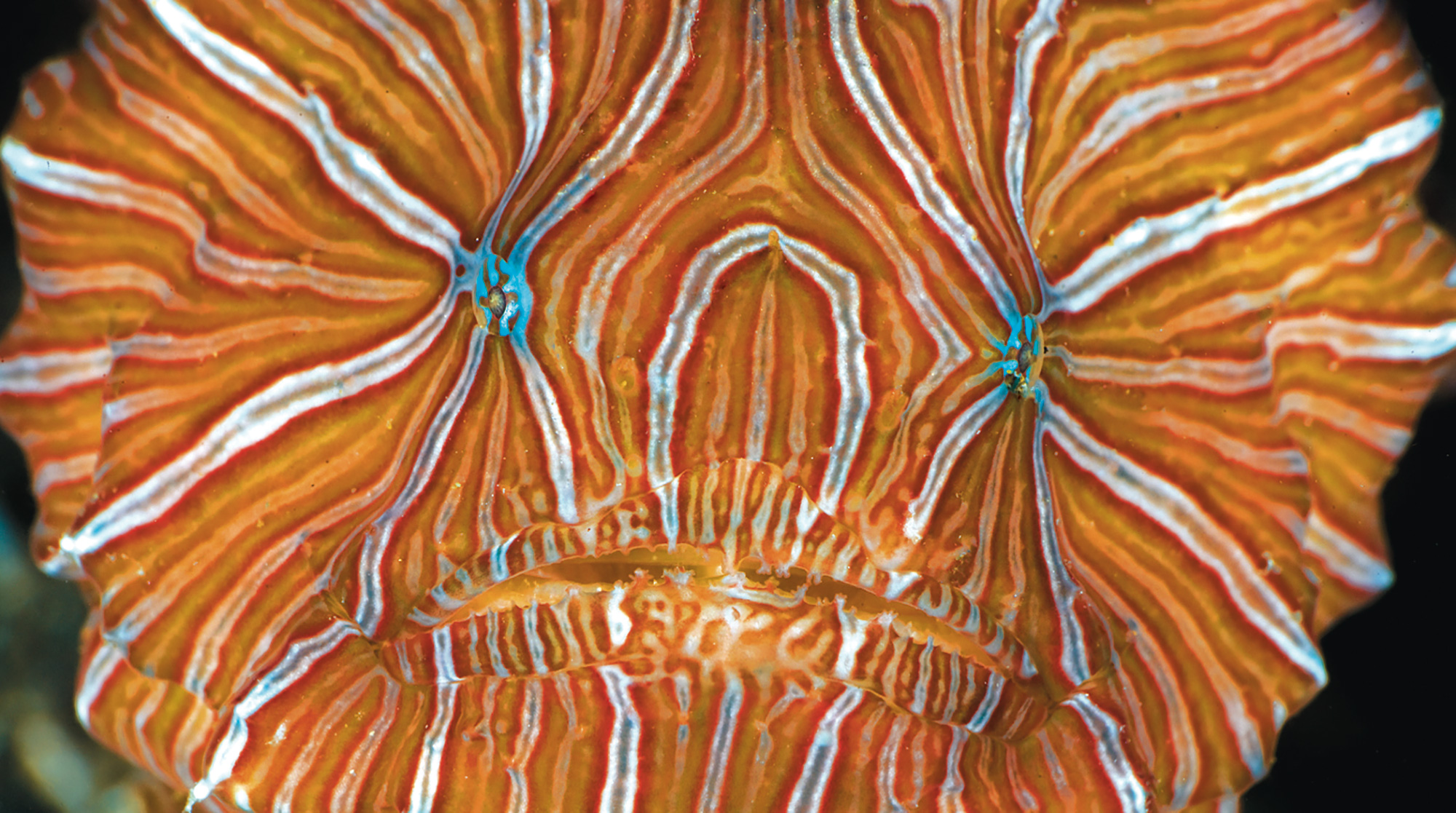 Strange fish surprises UW professor who discovered it | UW Magazine ...