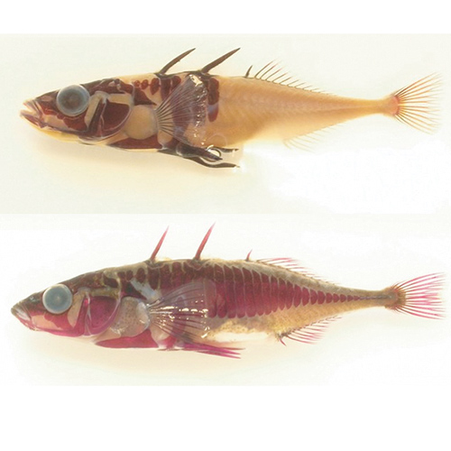 fisheries | UW Magazine — University of Washington Magazine