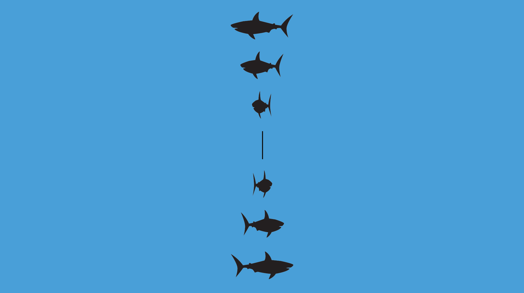 Great white sharks appear to prefer going for a spin | UW Magazine ...