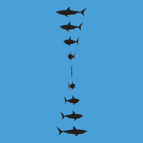 Great white sharks appear to prefer going for a spin | UW Magazine ...