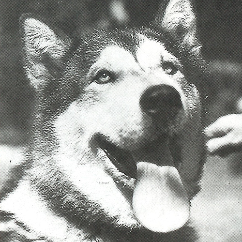 mascot | UW Magazine — University of Washington Magazine