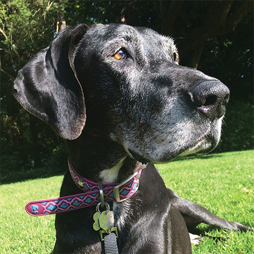 dogs | UW Magazine — University of Washington Magazine