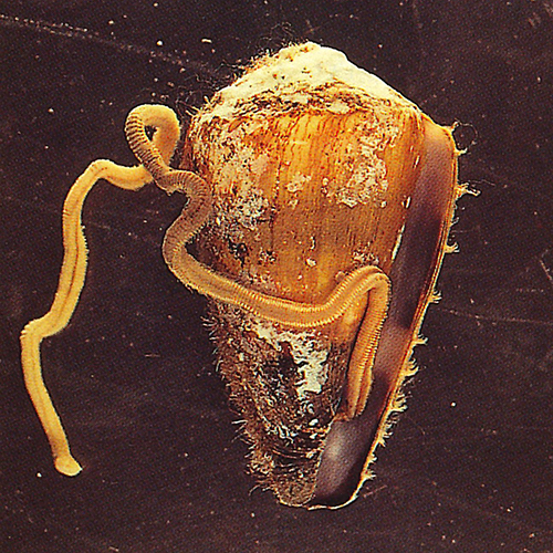 zoology | UW Magazine — University of Washington Magazine