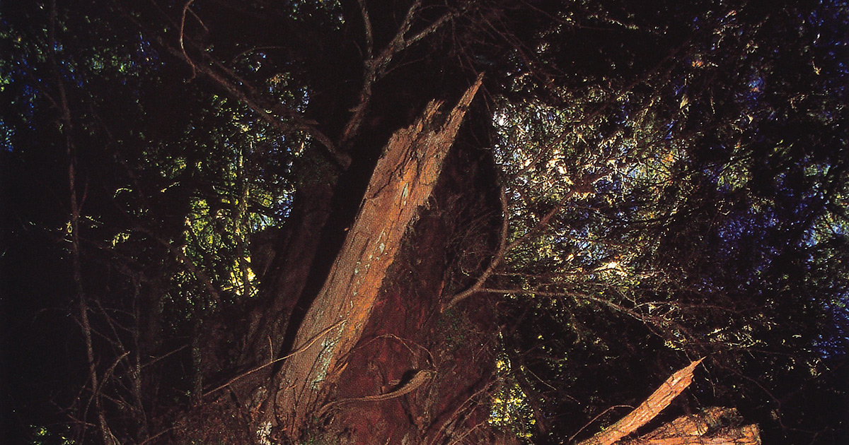Cancer researchers see hope in Pacific yew trees | UW Magazine ...