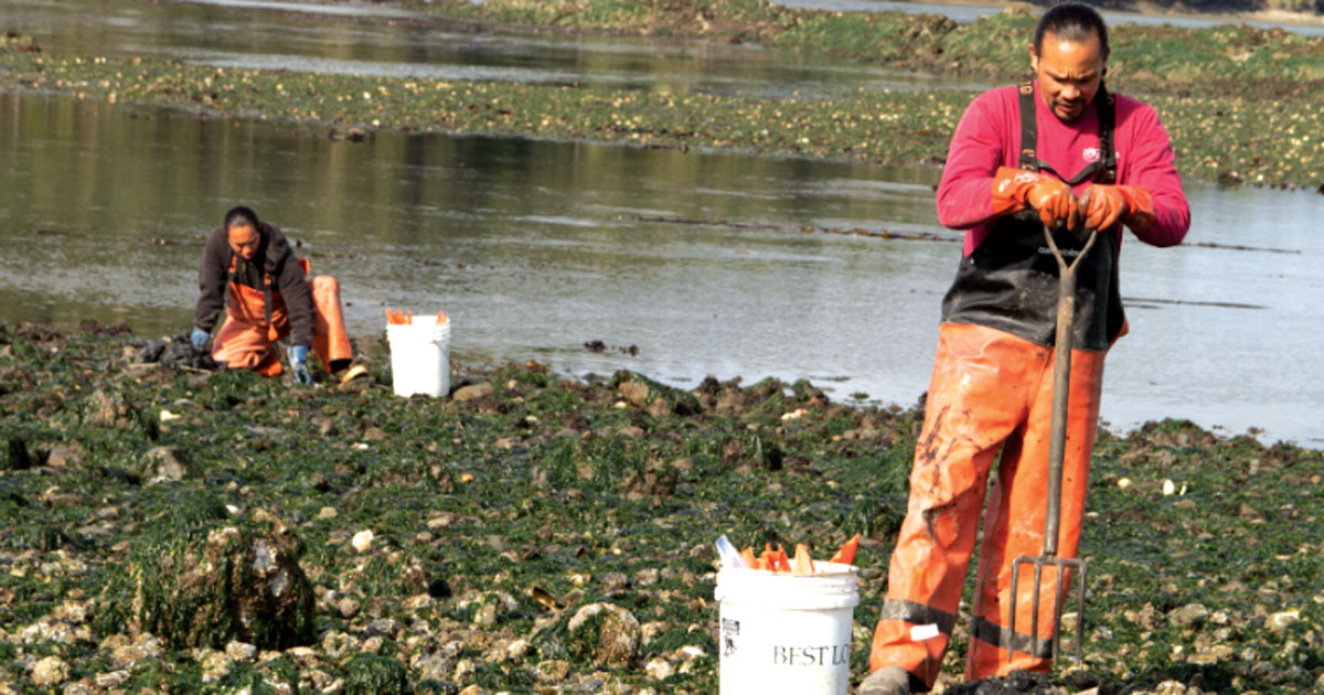 Shellfish in danger after unprecedented Pacific Northwest heatwave | UW ...