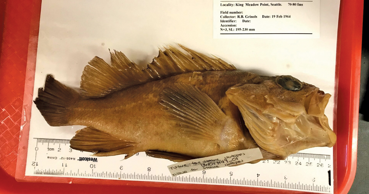 Fish parasite populations decline, but it’s nothing to celebrate | UW ...