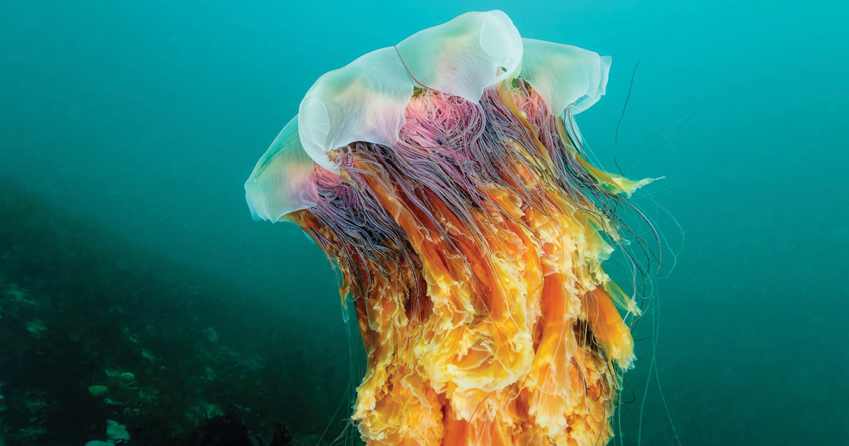 Sea creatures take center stage at Burke Museum | UW Magazine ...