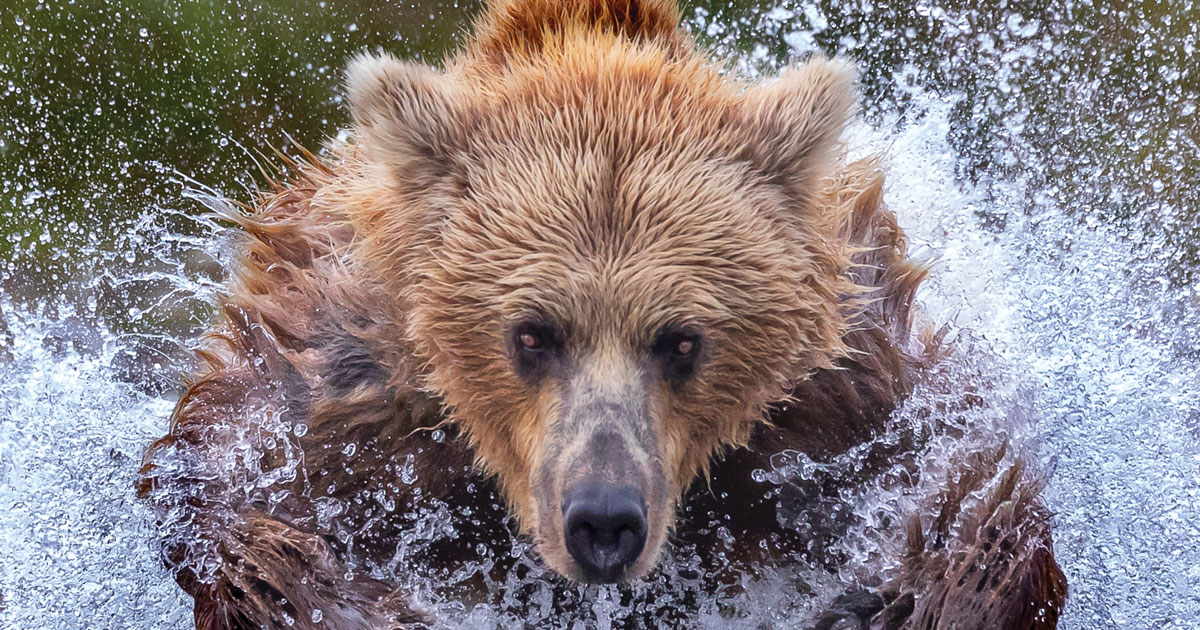 Renowned photographer Art Wolfe receives UW’s Alumnus Summa Laude ...