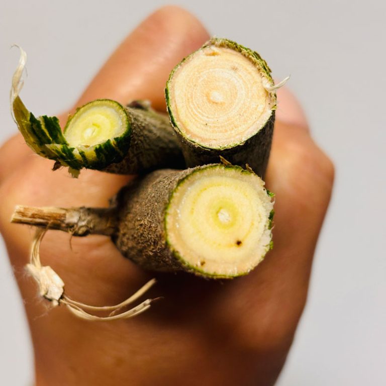 Malia Peoples uses kapa clothmaking to reconnect with her heritage | UW ...