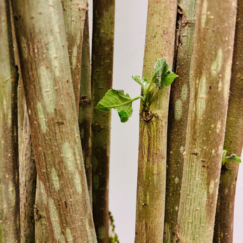 Malia Peoples uses kapa clothmaking to reconnect with her heritage | UW ...