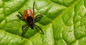 It’s tick season in the Evergreen State—here’s how you can help UW ...