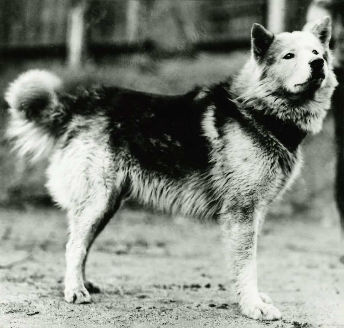 Celebrate the UW’s 14 live mascots this International Dog Day | UW ...