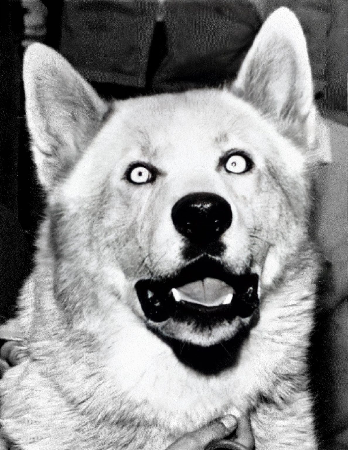 Celebrate the UW’s 14 live mascots this International Dog Day | UW Magazine — University of ...