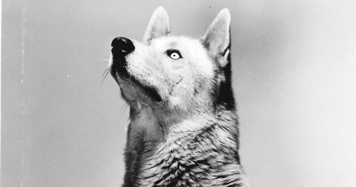 Celebrate the UW’s 14 live mascots this International Dog Day | UW ...