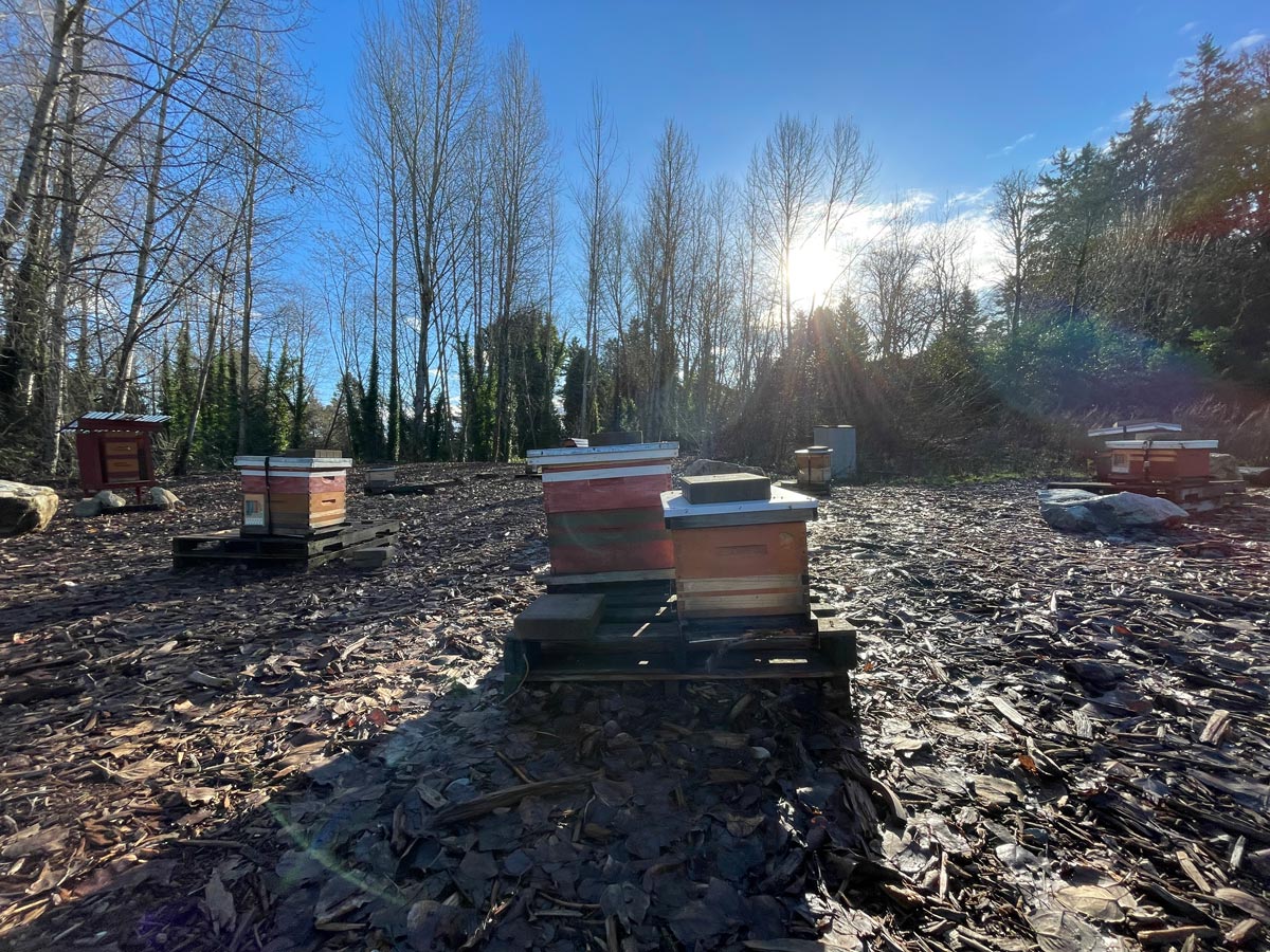 Catacomb Bee Collective is all the buzz at North Seattle’s Evergreen ...