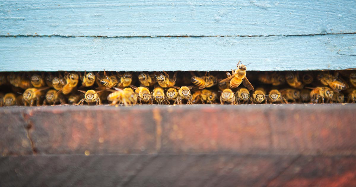 Catacomb Bee Collective is all the buzz at North Seattle’s Evergreen ...